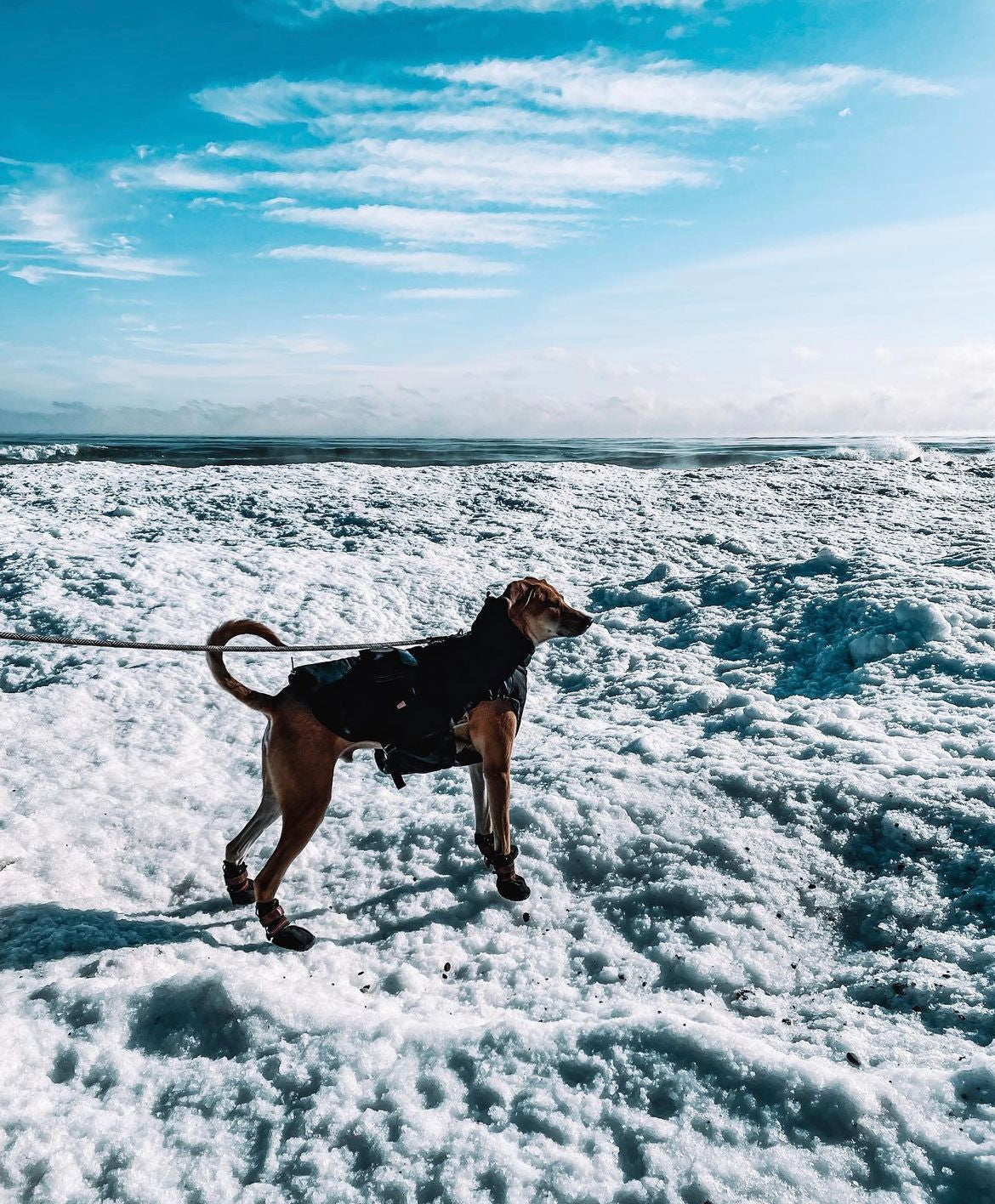 Dogora - Premium Dogwear & Accessories – DOGORA