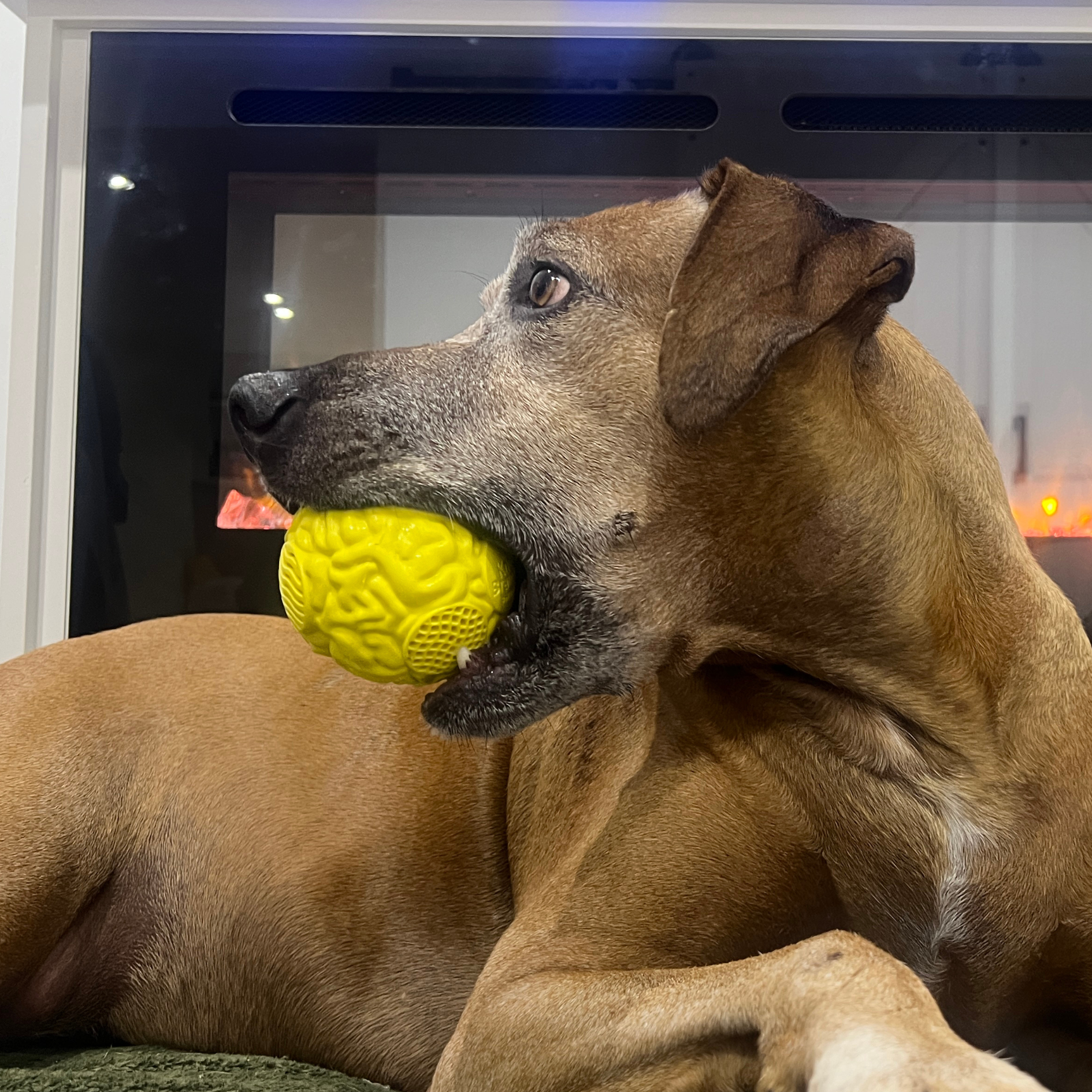 Know Brainer Balls x2 – DOGORA