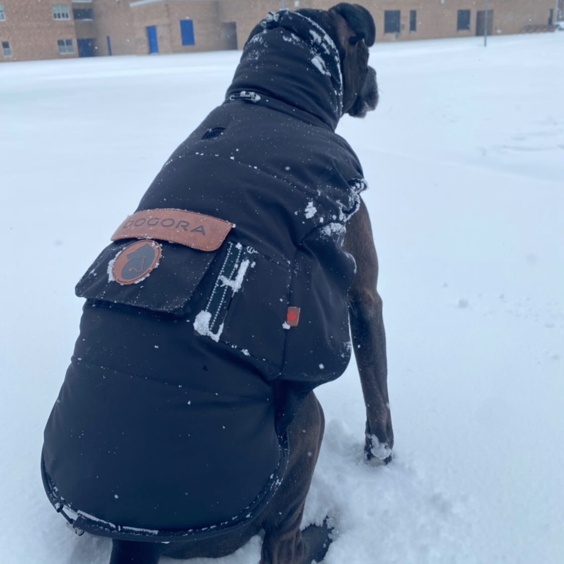 Heated Dog Coat – DOGORA